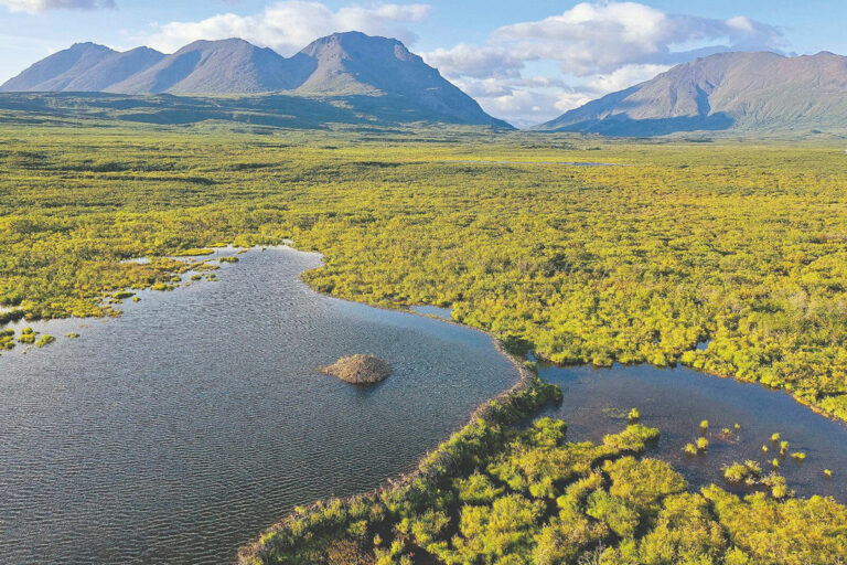 The march of the beaver into the Arctic - WWF Arctic