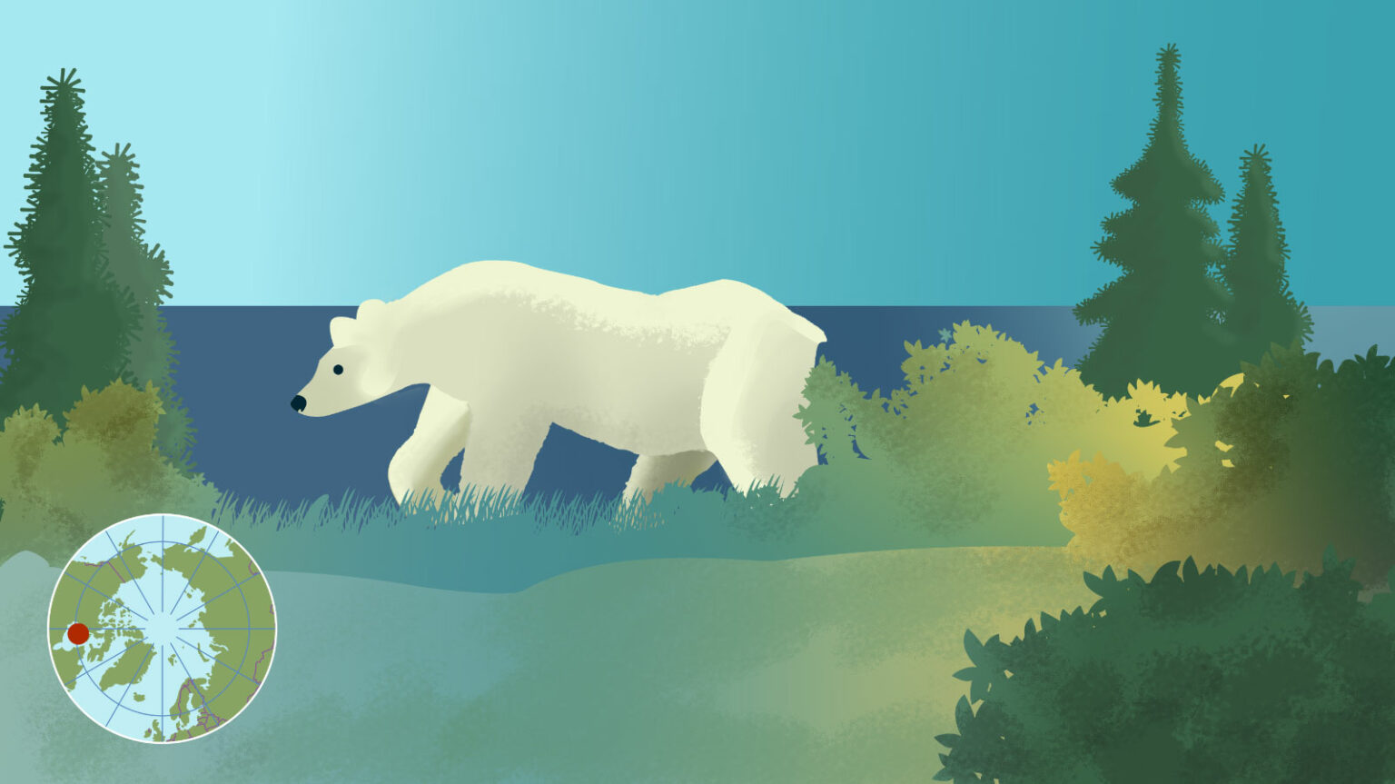As sea ice changes, so do polar bears - WWF Arctic