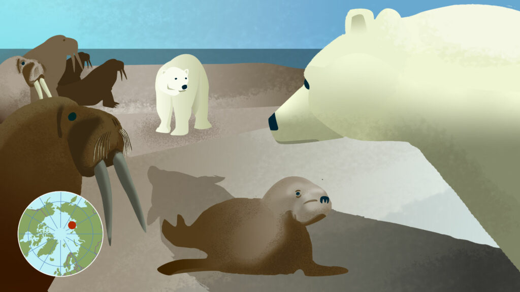 As sea ice changes, so do polar bears - WWF Arctic