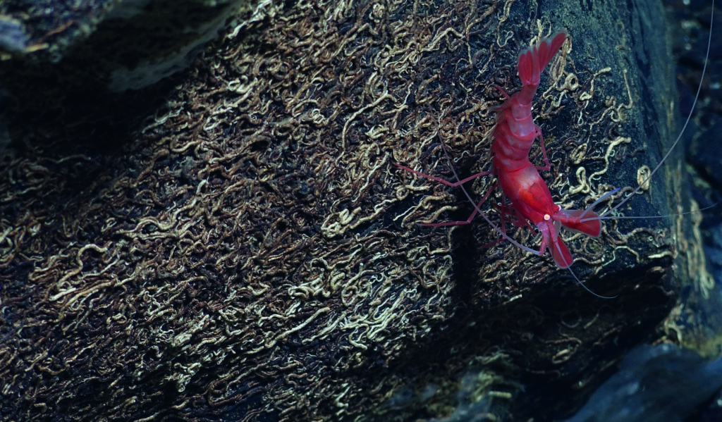 The hidden, essential biomass of the Arctic Mid-Ocean Ridge - WWF Arctic