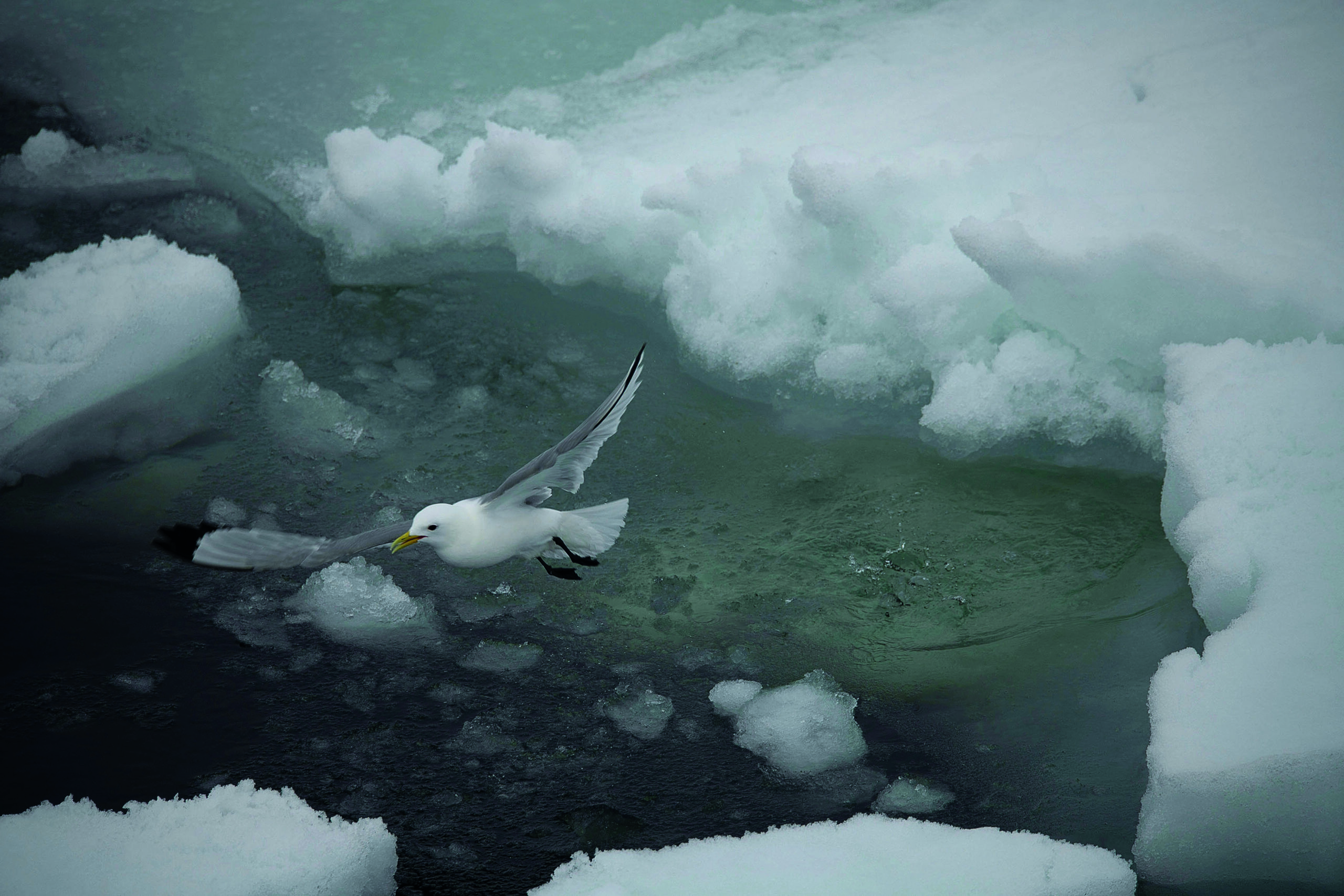 A choir of voices to protect a mosaic of places - WWF Arctic