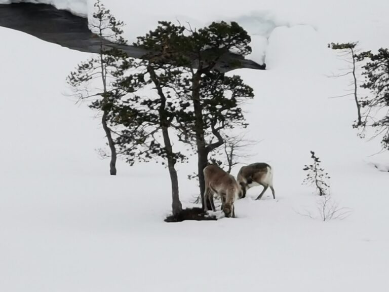 A year in the life of a Sámi reindeer herder - WWF Arctic